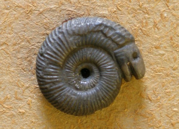 Snakestones - Whitby Museum